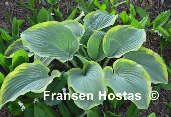 Hosta Frost Giant - Fransen Hostas